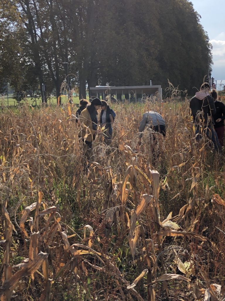 Récolte de maïs à la ferme de Bassenges | AliceBlogs